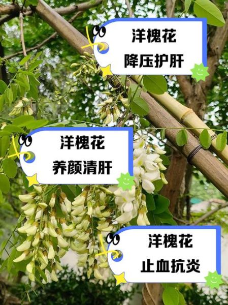 洋槐花图片功效与作用_洋槐花怎么吃最养生-第1张图片-山城妙识