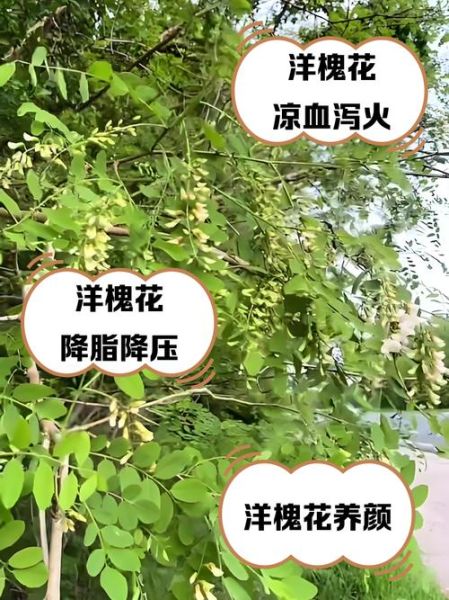 洋槐花图片功效与作用_洋槐花怎么吃最养生-第3张图片-山城妙识