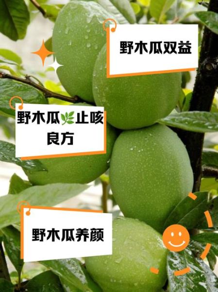 野木瓜的功效与作用_野木瓜怎么吃最好-第2张图片-山城妙识 野木瓜的功效与作用_野木瓜怎么吃最好-第2张图片-山城妙识