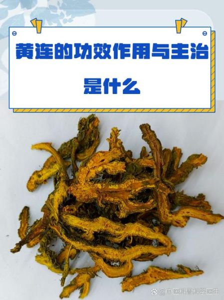 蜜饯黄连的功效与作用_蜜饯黄连怎么做-第2张图片-山城妙识 蜜饯黄连的功效与作用_蜜饯黄连怎么做-第2张图片-山城妙识