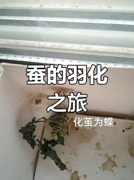 蚕蛹变蛾子需要几天_蚕蛹变蛾子的过程-第3张图片-山城妙识 蚕蛹变蛾子需要几天_蚕蛹变蛾子的过程-第3张图片-山城妙识