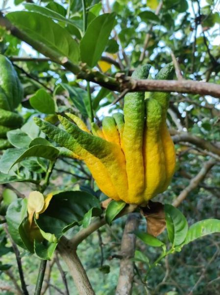 佛手果多少钱一斤_佛手果价格走势-第1张图片-山城妙识 佛手果多少钱一斤_佛手果价格走势-第1张图片-山城妙识