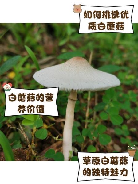 白色菇类有哪些_如何辨别可食用品种-第1张图片-山城妙识 白色菇类有哪些_如何辨别可食用品种-第1张图片-山城妙识
