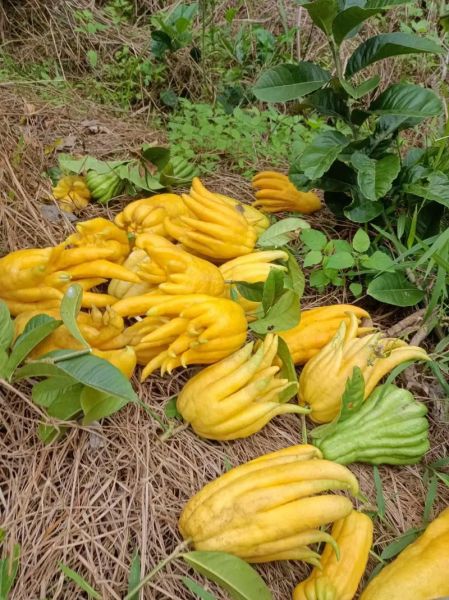 佛手果多少钱一斤_佛手果价格走势-第3张图片-山城妙识 佛手果多少钱一斤_佛手果价格走势-第3张图片-山城妙识