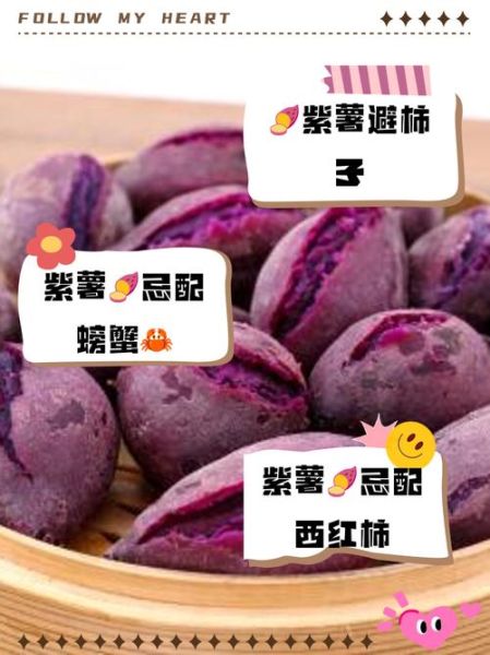 紫薯不能和什么一起吃_紫薯相克食物有哪些-第3张图片-山城妙识 紫薯不能和什么一起吃_紫薯相克食物有哪些-第3张图片-山城妙识