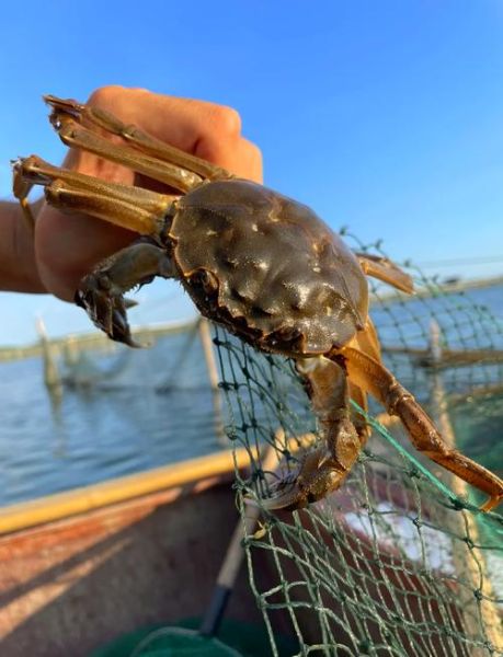 阳澄湖大闸蟹什么时候最肥美_最佳品尝月份-第3张图片-山城妙识