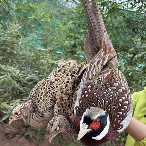 山鸡养殖成本利润_山鸡养殖赚钱吗-第2张图片-山城妙识