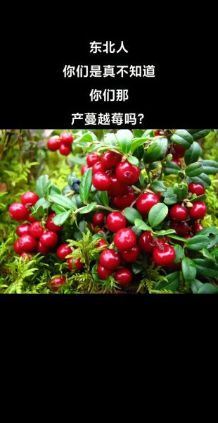 蔓越莓长在哪里_蔓越莓生长环境-第1张图片-山城妙识 蔓越莓长在哪里_蔓越莓生长环境-第1张图片-山城妙识