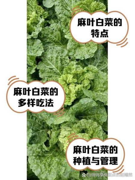 麻叶菜怎么做好吃_麻叶菜的功效与作用-第1张图片-山城妙识