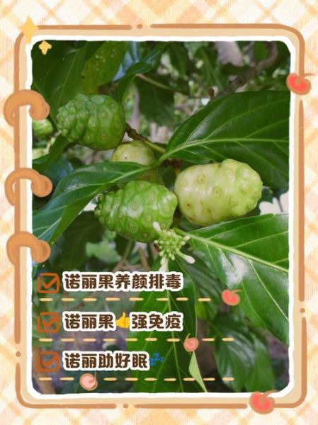 诺丽果的功效与副作用有哪些_诺丽果能长期吃吗-第1张图片-山城妙识