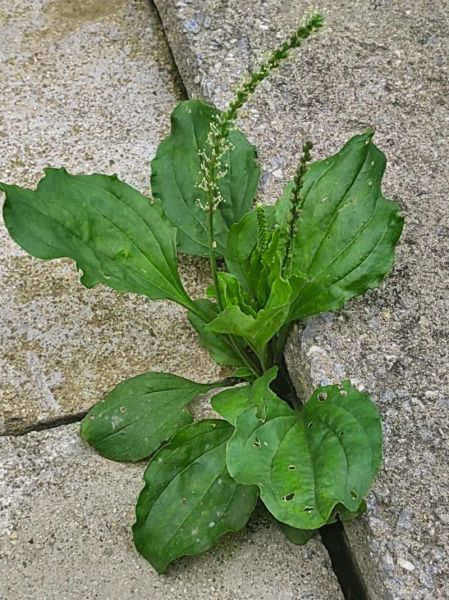 车前子和车前草的功效区别_哪个更适合泡水-第3张图片-山城妙识