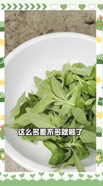 凉拌薄荷叶怎么做_薄荷叶凉拌要不要焯水-第1张图片-山城妙识 凉拌薄荷叶怎么做_薄荷叶凉拌要不要焯水-第1张图片-山城妙识