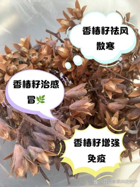 香椿叶泡水能天天喝吗_香椿叶泡水的功效与作用-第1张图片-山城妙识