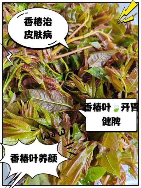香椿叶泡水能天天喝吗_香椿叶泡水的功效与作用-第2张图片-山城妙识