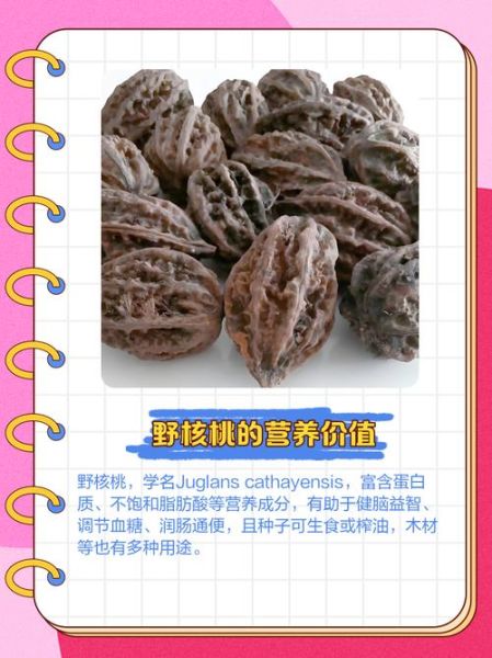 野生核桃的营养价值_野生核桃怎么挑选-第2张图片-山城妙识 野生核桃的营养价值_野生核桃怎么挑选-第2张图片-山城妙识