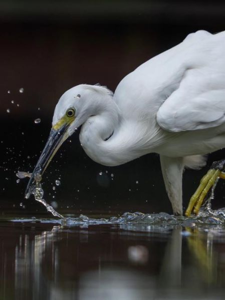 白鹭长什么样_白鹭吃什么食物-第1张图片-山城妙识 白鹭长什么样_白鹭吃什么食物-第1张图片-山城妙识