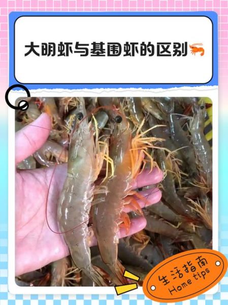 大明虾和基围虾哪个贵_价格差异原因-第3张图片-山城妙识 大明虾和基围虾哪个贵_价格差异原因-第3张图片-山城妙识