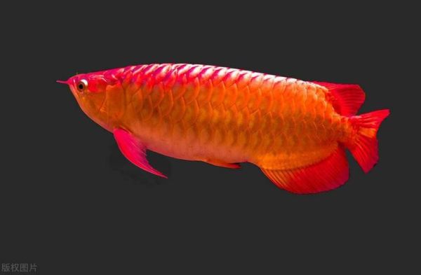 龙鱼图片大全大图_高清龙鱼壁纸哪里找-第2张图片-山城妙识