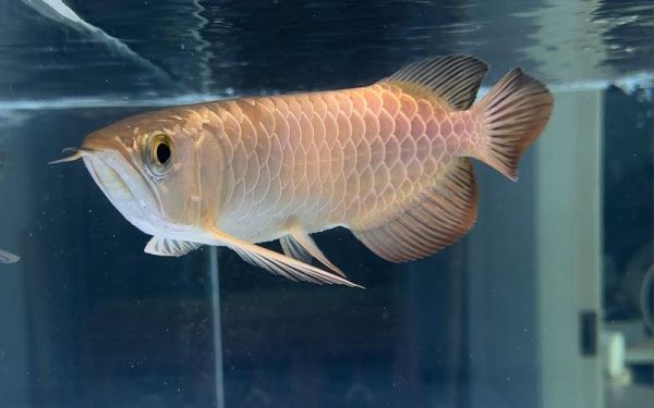 龙鱼图片大全大图_高清龙鱼壁纸哪里找-第1张图片-山城妙识