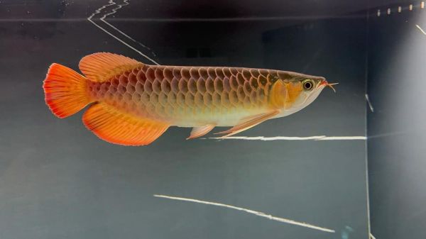 龙鱼图片大全大图_高清龙鱼壁纸哪里找-第3张图片-山城妙识