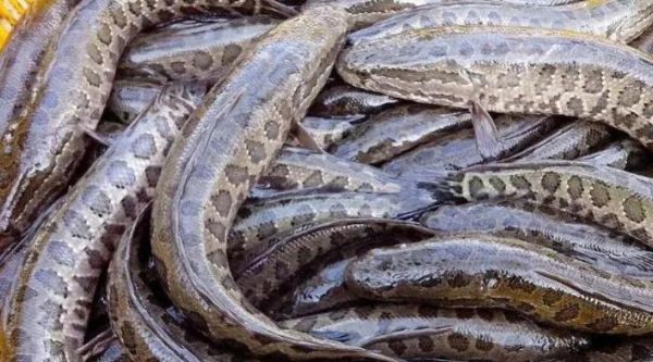 黑鱼养殖密度多少合适_如何科学控制黑鱼养殖密度-第2张图片-山城妙识