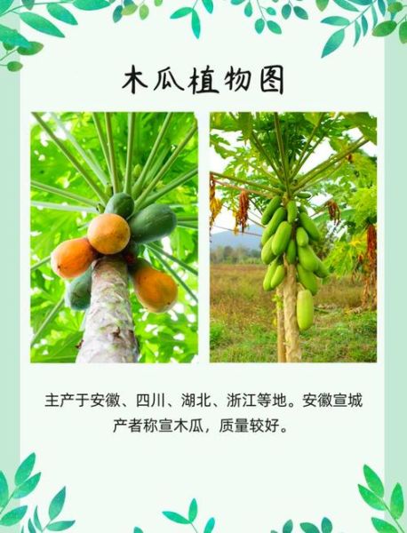 野木瓜片的功效与作用_野木瓜片怎么吃效果最好-第1张图片-山城妙识