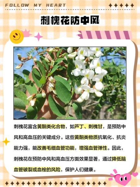 刺槐花语是什么_刺槐花适合送什么人-第1张图片-山城妙识