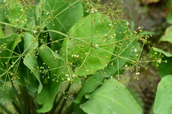 泽泻图片大全大图_泽泻长什么样-第1张图片-山城妙识 泽泻图片大全大图_泽泻长什么样-第1张图片-山城妙识