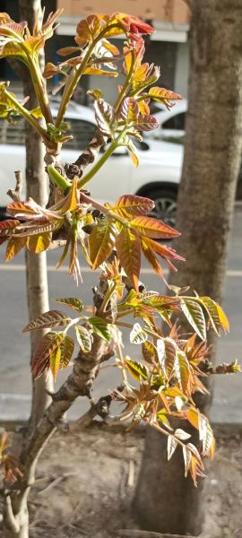 香椿长什么样_香椿树图片特征-第1张图片-山城妙识