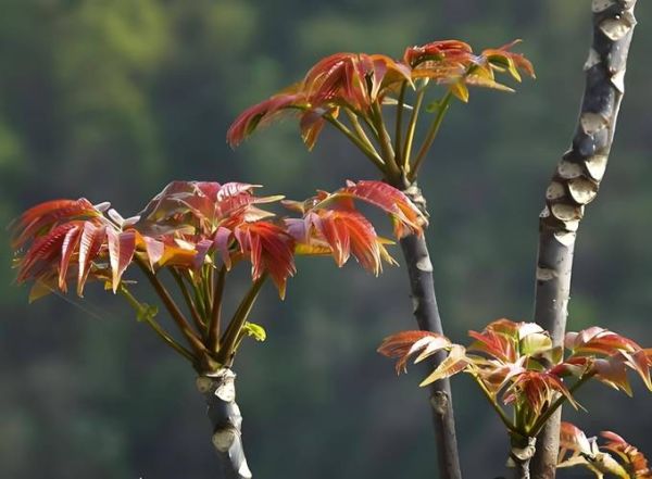 香椿长什么样_香椿树图片特征-第3张图片-山城妙识