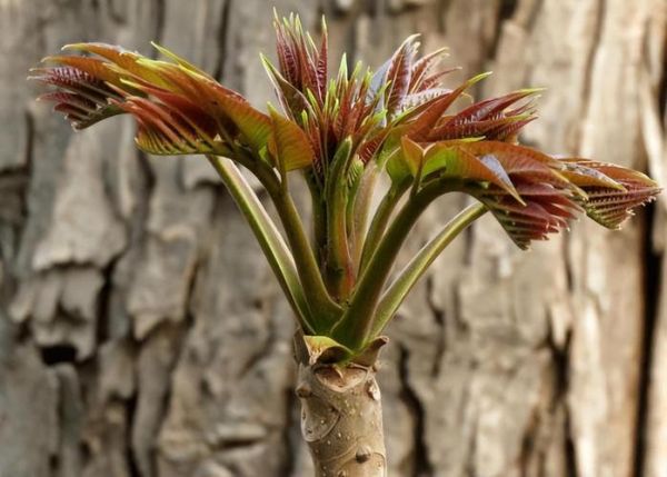 香椿长什么样_香椿树图片特征-第2张图片-山城妙识
