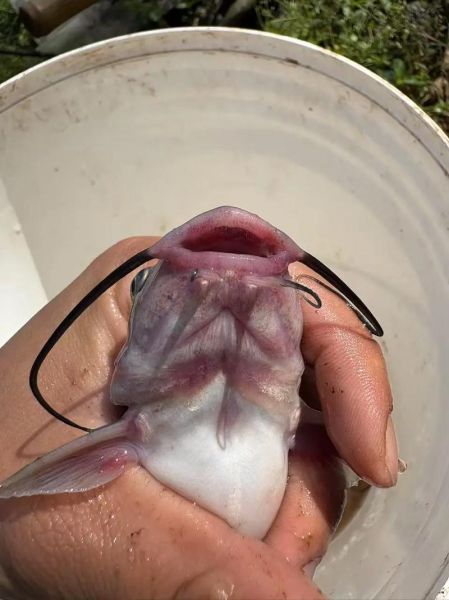 叉尾鲇是什么鱼_叉尾鲇怎么养-第1张图片-山城妙识 叉尾鲇是什么鱼_叉尾鲇怎么养-第1张图片-山城妙识