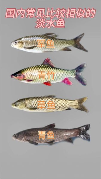 叉尾鲇是什么鱼_叉尾鲇怎么养-第2张图片-山城妙识 叉尾鲇是什么鱼_叉尾鲇怎么养-第2张图片-山城妙识