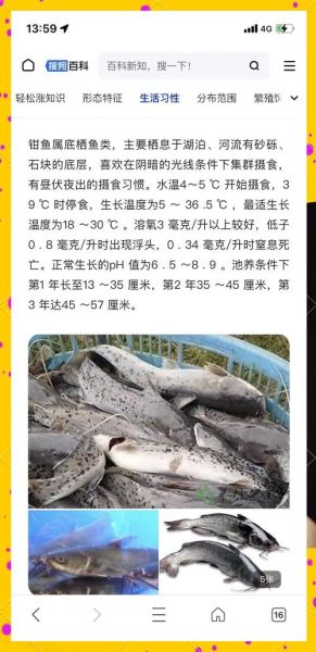 叉尾鲇是什么鱼_叉尾鲇怎么养-第3张图片-山城妙识 叉尾鲇是什么鱼_叉尾鲇怎么养-第3张图片-山城妙识