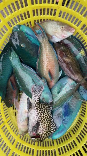 青衣鱼是什么鱼_青衣鱼图片怎么鉴别真假-第2张图片-山城妙识 青衣鱼是什么鱼_青衣鱼图片怎么鉴别真假-第2张图片-山城妙识