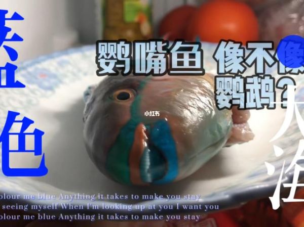 青衣鱼是什么鱼_青衣鱼图片怎么鉴别真假-第1张图片-山城妙识 青衣鱼是什么鱼_青衣鱼图片怎么鉴别真假-第1张图片-山城妙识