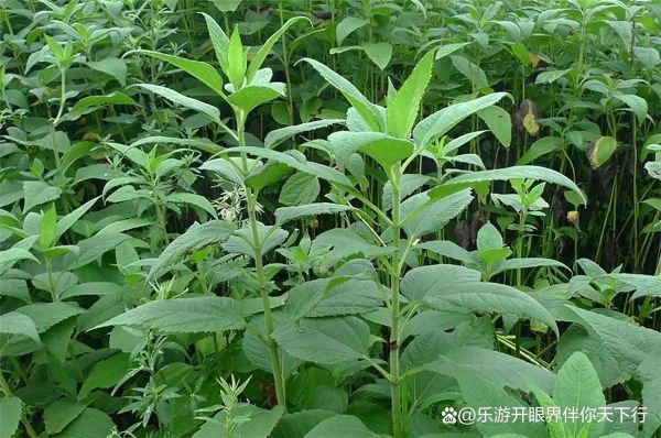 洋姜图片大全大图_洋姜长什么样-第2张图片-山城妙识 洋姜图片大全大图_洋姜长什么样-第2张图片-山城妙识