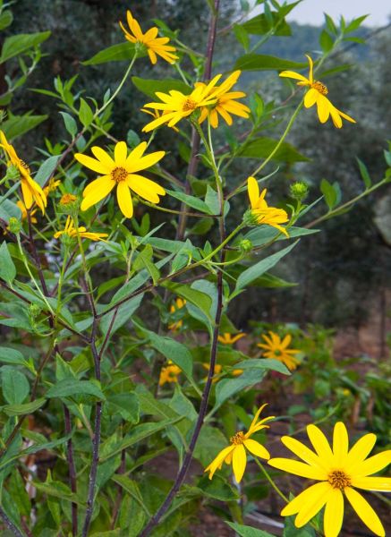 洋姜图片大全大图_洋姜长什么样-第3张图片-山城妙识 洋姜图片大全大图_洋姜长什么样-第3张图片-山城妙识