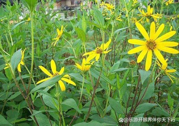 洋姜图片大全大图_洋姜长什么样-第1张图片-山城妙识 洋姜图片大全大图_洋姜长什么样-第1张图片-山城妙识