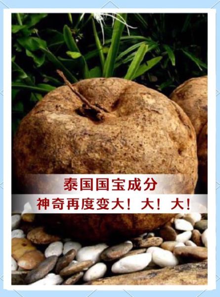 野葛根丰胸真的有用吗_野葛根怎么吃才有效-第1张图片-山城妙识