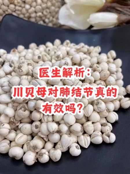 川贝母的功效与作用主要治什么病_川贝母适合哪些咳嗽类型-第2张图片-山城妙识