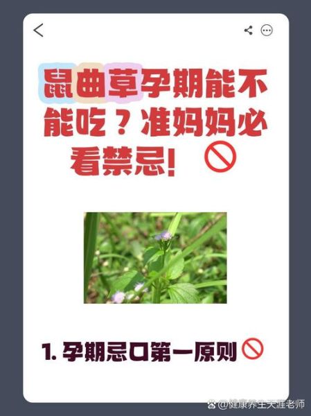 鼠曲草什么人不能吃_孕妇能吃吗-第2张图片-山城妙识 鼠曲草什么人不能吃_孕妇能吃吗-第2张图片-山城妙识