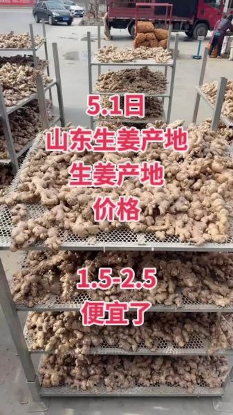 今日生姜价格多少钱一斤_生姜价格为何突然上涨-第3张图片-山城妙识 今日生姜价格多少钱一斤_生姜价格为何突然上涨-第3张图片-山城妙识