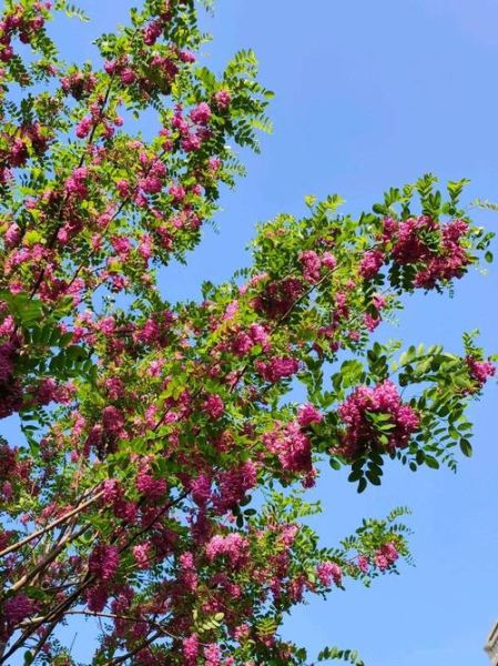 香花槐图片大全_香花槐长什么样-第2张图片-山城妙识