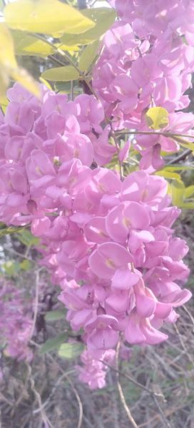 香花槐图片大全_香花槐长什么样-第1张图片-山城妙识