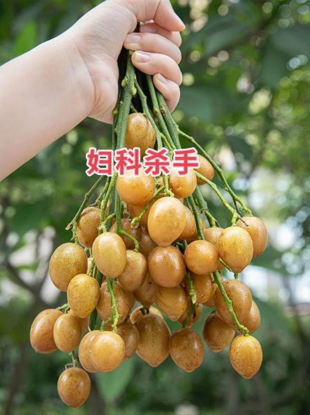 碱性水果有哪些_备孕男孩吃什么水果-第3张图片-山城妙识 碱性水果有哪些_备孕男孩吃什么水果-第3张图片-山城妙识