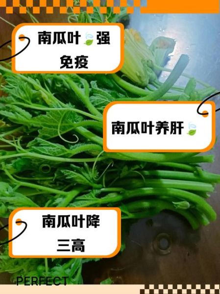 南瓜叶的功效与作用_南瓜叶的禁忌有哪些-第1张图片-山城妙识 南瓜叶的功效与作用_南瓜叶的禁忌有哪些-第1张图片-山城妙识