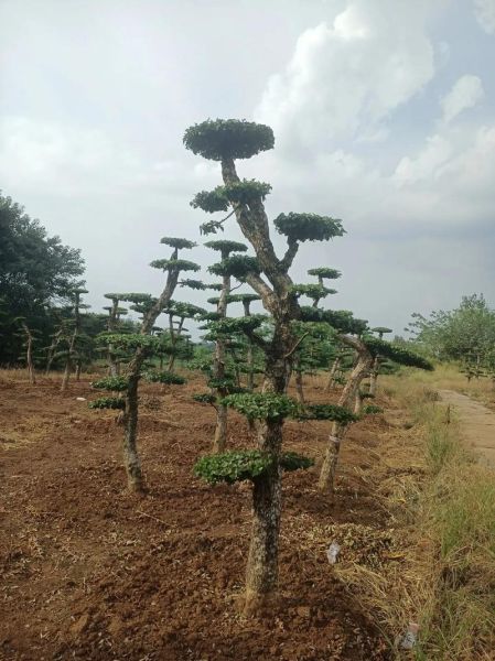 冬青树盆景怎么养_冬青树盆景修剪技巧-第1张图片-山城妙识 冬青树盆景怎么养_冬青树盆景修剪技巧-第1张图片-山城妙识