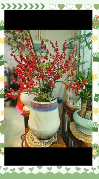 冬青树盆景怎么养_冬青树盆景修剪技巧-第3张图片-山城妙识 冬青树盆景怎么养_冬青树盆景修剪技巧-第3张图片-山城妙识