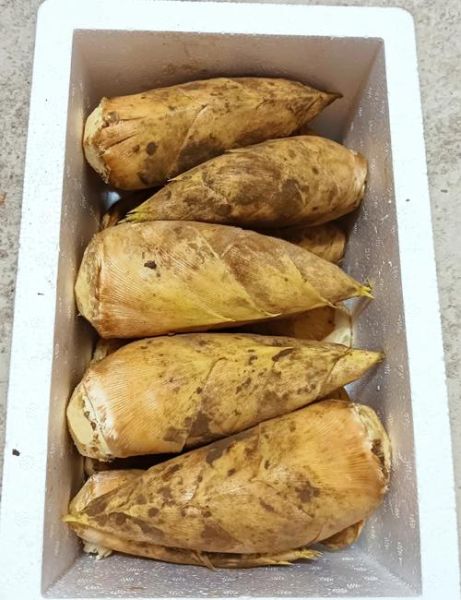 冬笋是什么_冬笋长什么样-第1张图片-山城妙识